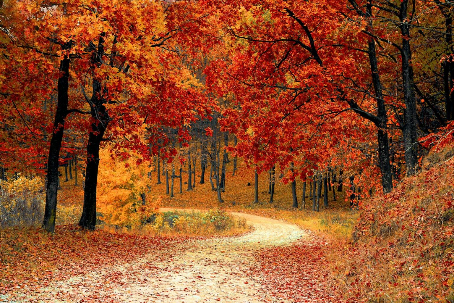 25+ Essential Collective Nouns for Trees with Examples