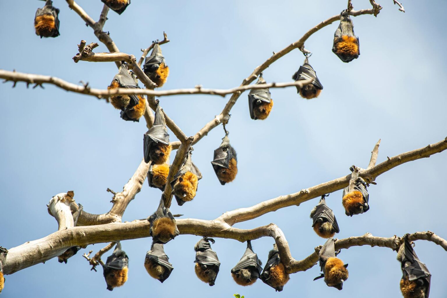 Collective Nouns for Bats: 25+ Examples