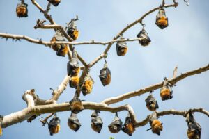 Collective Nouns for Bats: 25+ Examples