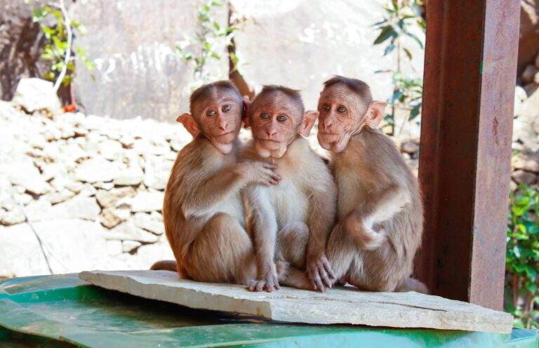 Collective Nouns For Monkey with Example Sentences