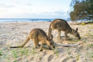 Collective Nouns For Kangaroos: 20+ Examples