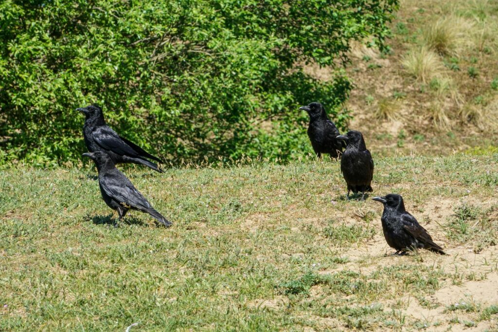 Collective Nouns for Crows: 20+ Examples
